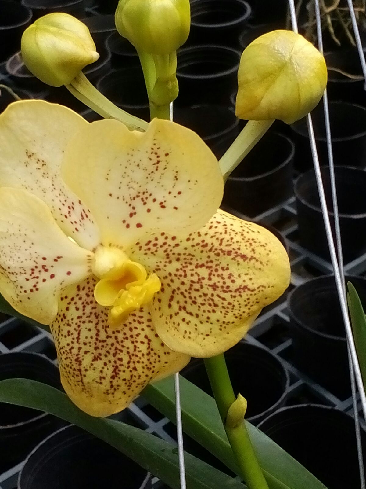 Rynco Orchids Online Shopping Cart - About Us