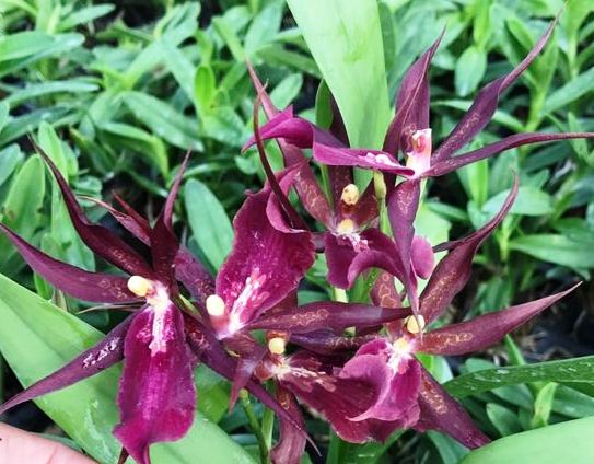 Rynco Orchids Online Shopping Cart - About Us